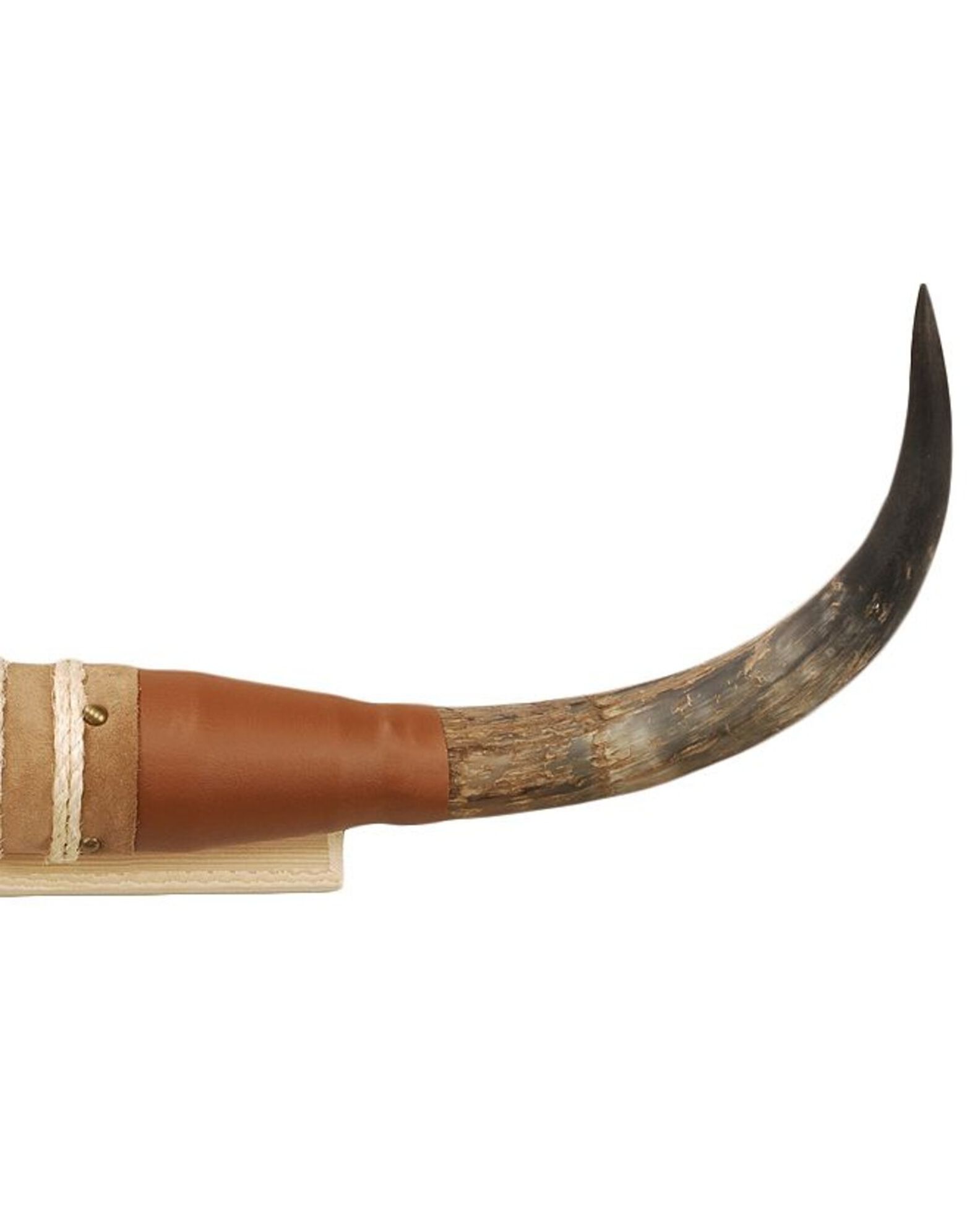 Authentic Small Steer Horns, Tan